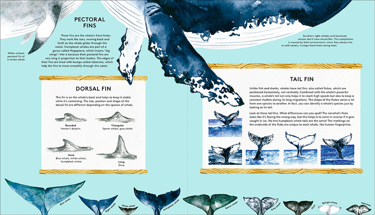 The Secret Life of Whales | Native Books