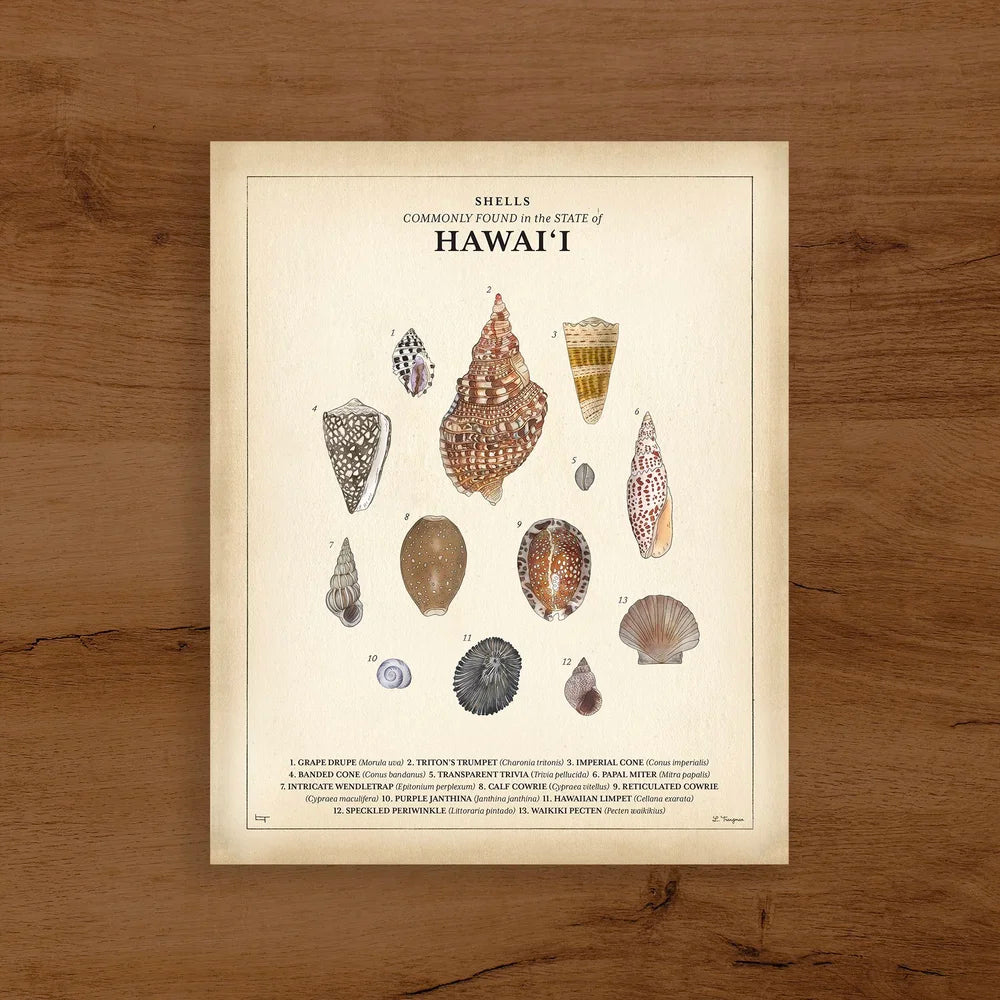 Lauren Trangmar 8"x10" Shells Commonly Found in the State of Hawaiʻi P ...